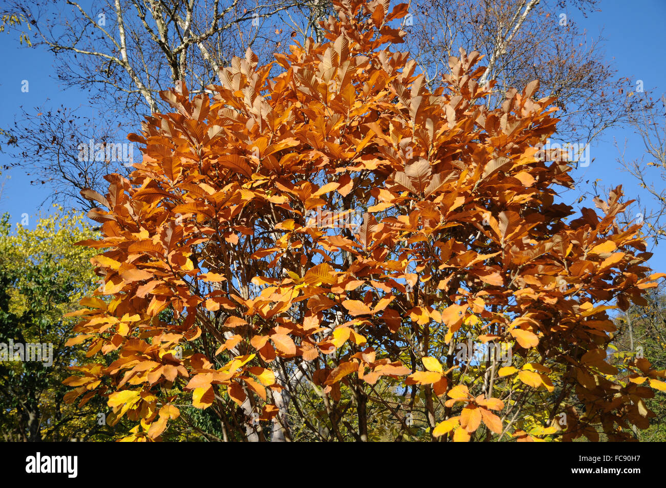 Armenian oak quercus pontica hi-res stock photography and images - Alamy