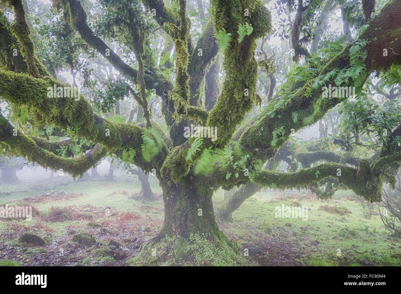Ancient laurel tree hi-res stock photography and images - Alamy