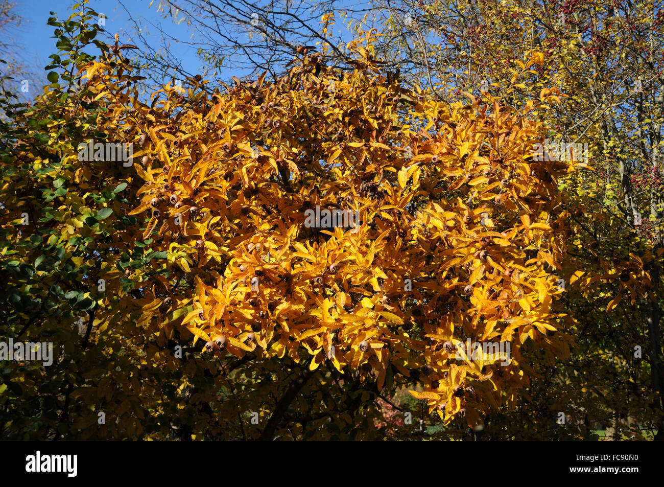 Indian medlar hi-res stock photography and images - Alamy