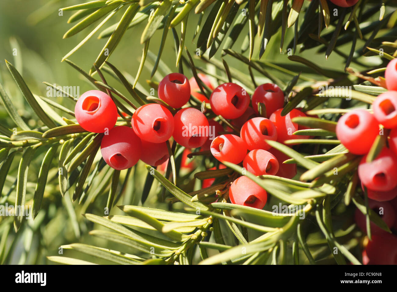 Yew trees with autumn leaves hi-res stock photography and images - Alamy