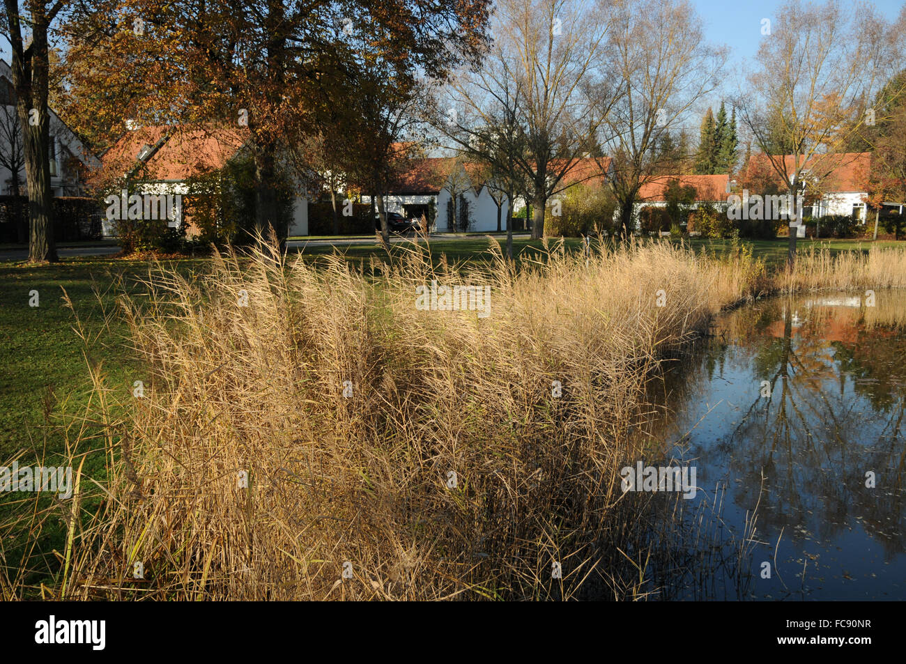 Indian flower reed hi-res stock photography and images - Alamy