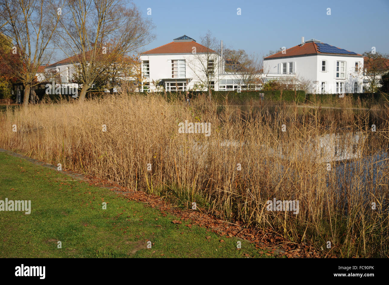 Indian flower reed hi-res stock photography and images - Alamy