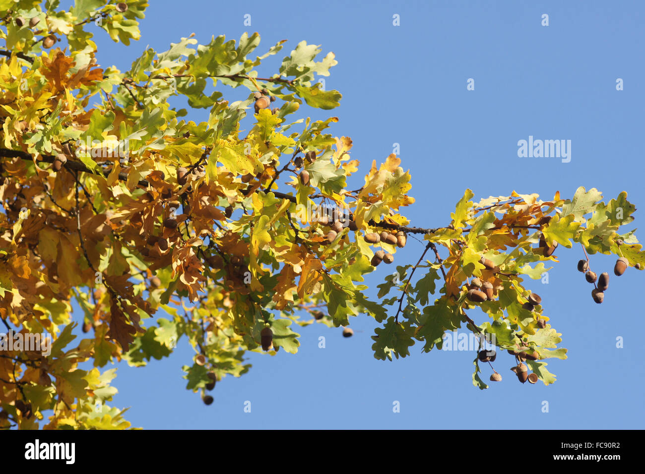Oak leaf and nut hi-res stock photography and images - Alamy