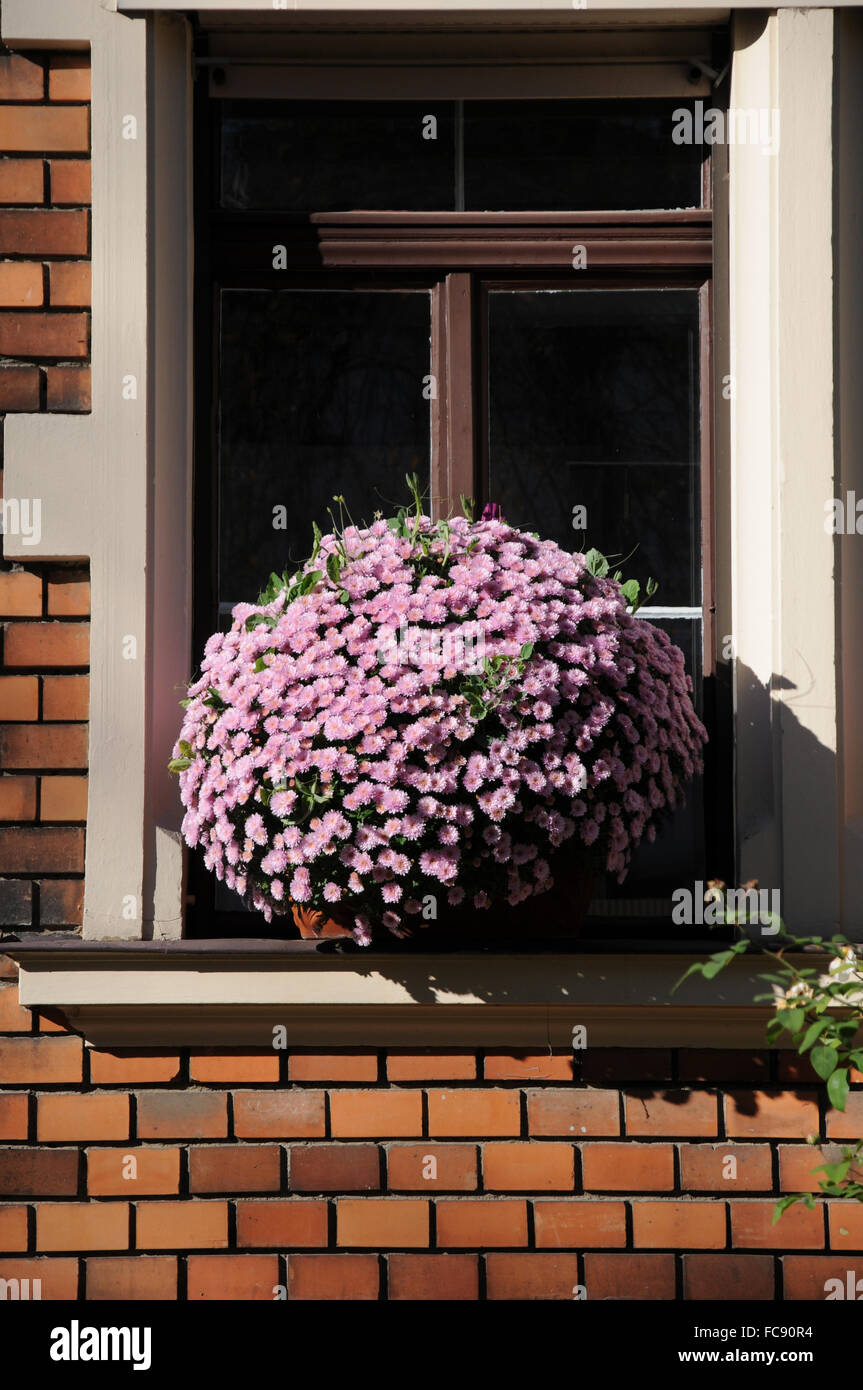 Marguerite daisy hi-res stock photography and images - Alamy