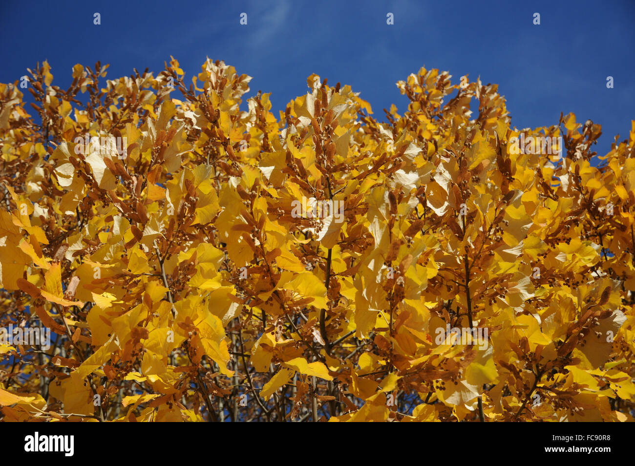 Silver linden tilia tomentosa flowers hi-res stock photography and ...