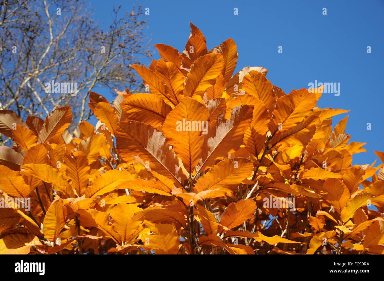 Armenian oak quercus pontica hi-res stock photography and images - Alamy