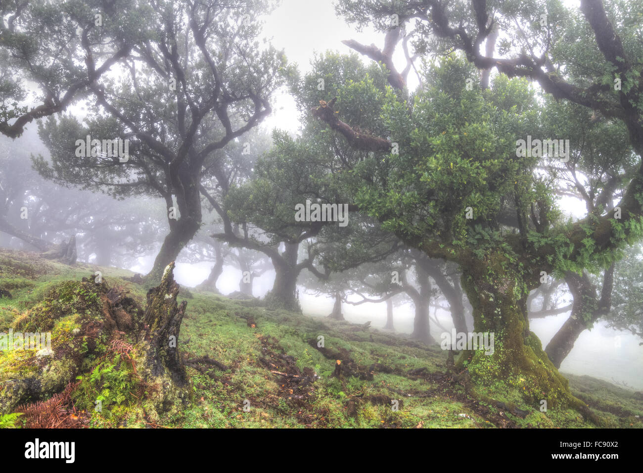 Laurisilva of madeira hi-res stock photography and images - Alamy