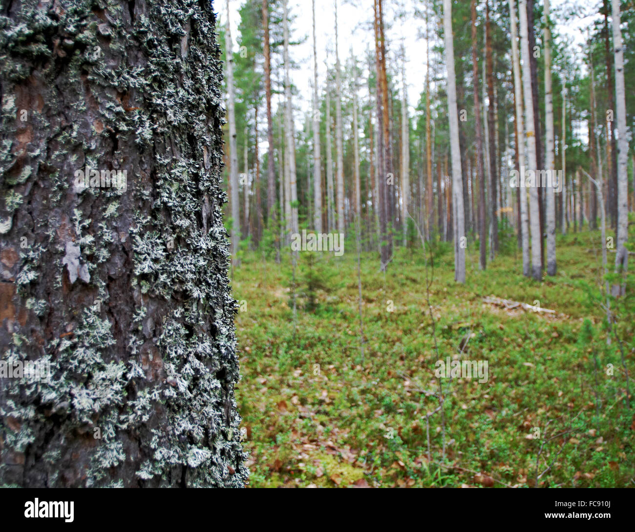 autumnal dense forest landscape Stock Photo - Alamy