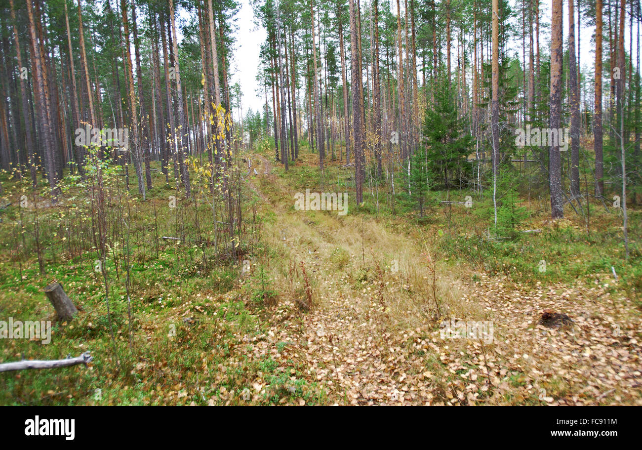 autumnal dense forest landscape Stock Photo - Alamy