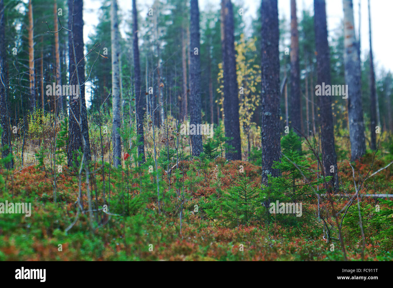 autumnal dense forest landscape Stock Photo - Alamy