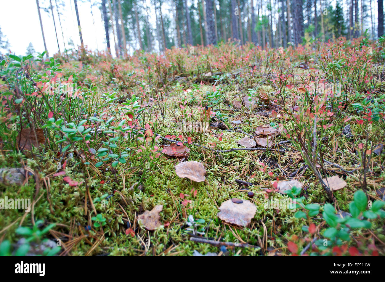 autumnal dense forest landscape Stock Photo - Alamy