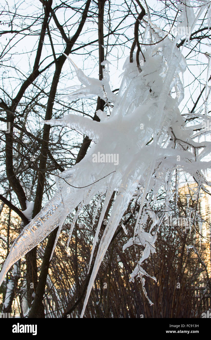Large Icicle of strange form on tree branches Stock Photo - Alamy