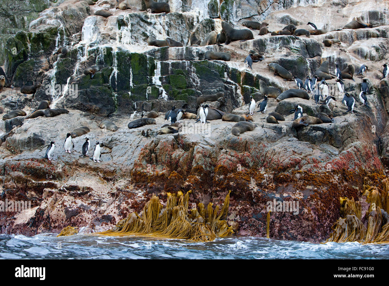 Erect-crested Pinguin (Eudyptes sclateri) and Antarctic Fur Seal ...