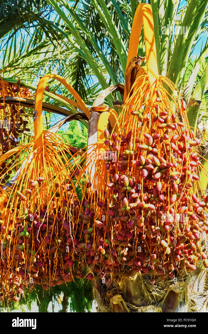 Dates on the palm tree on a summer day Stock Photo - Alamy