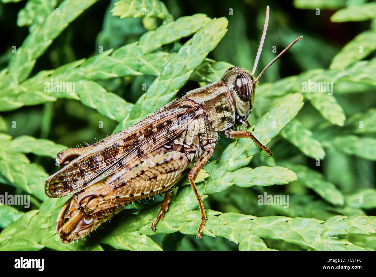 Little brown grasshopper on the branch of a juniper Stock Photo - Alamy