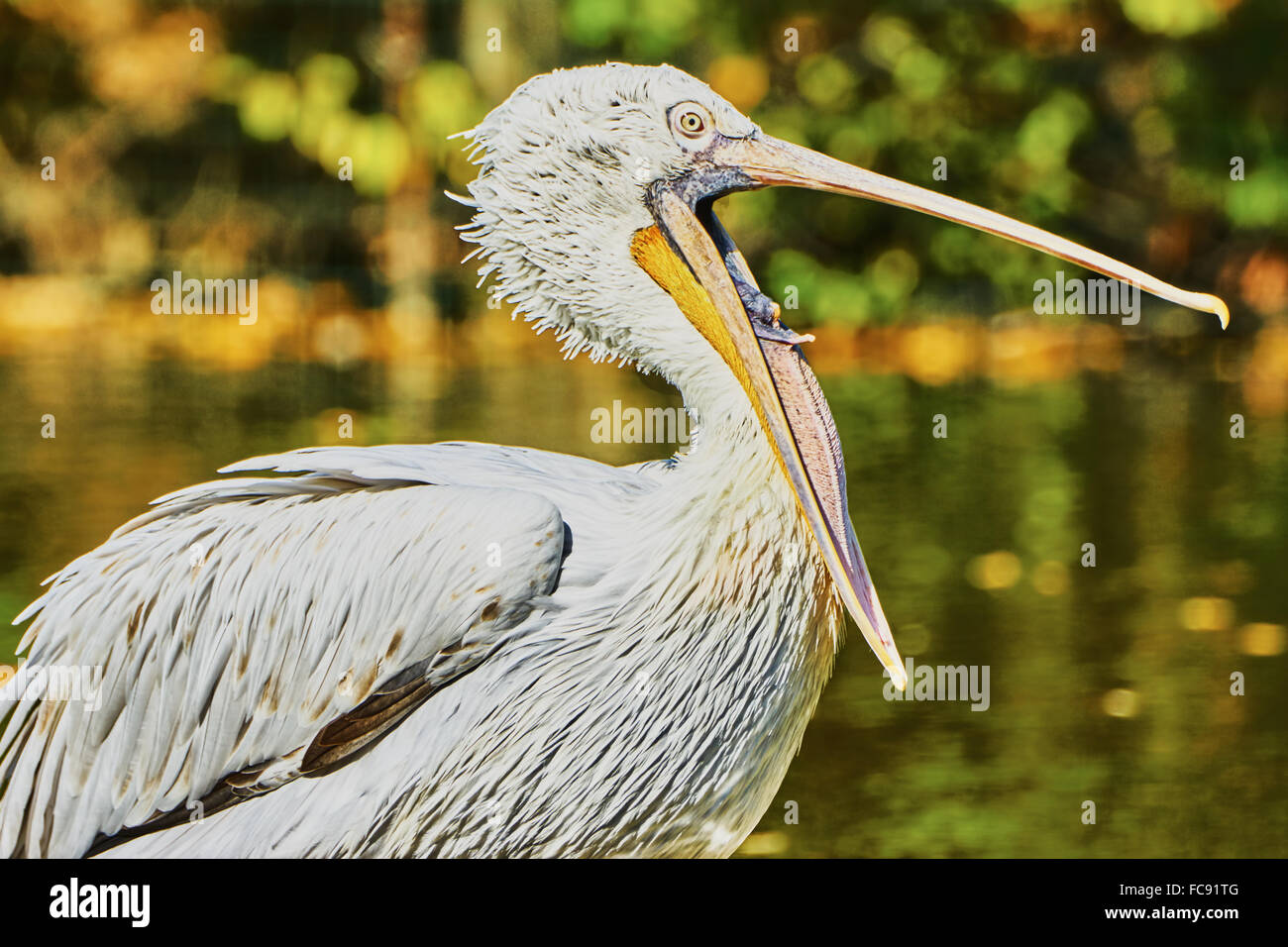 Pelican open mouth hi-res stock photography and images - Alamy