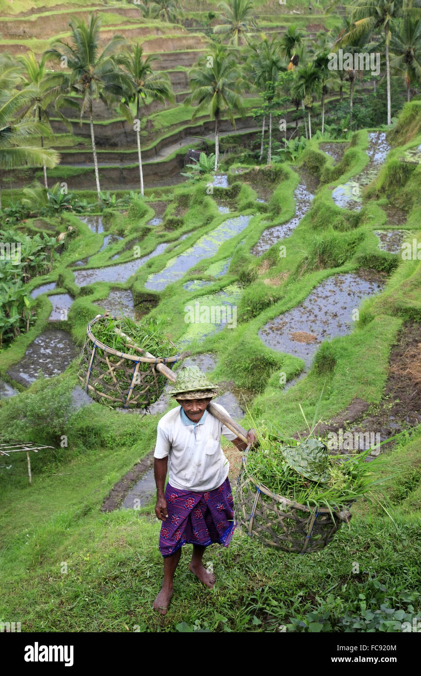 Cultivation of rice hi-res stock photography and images - Alamy