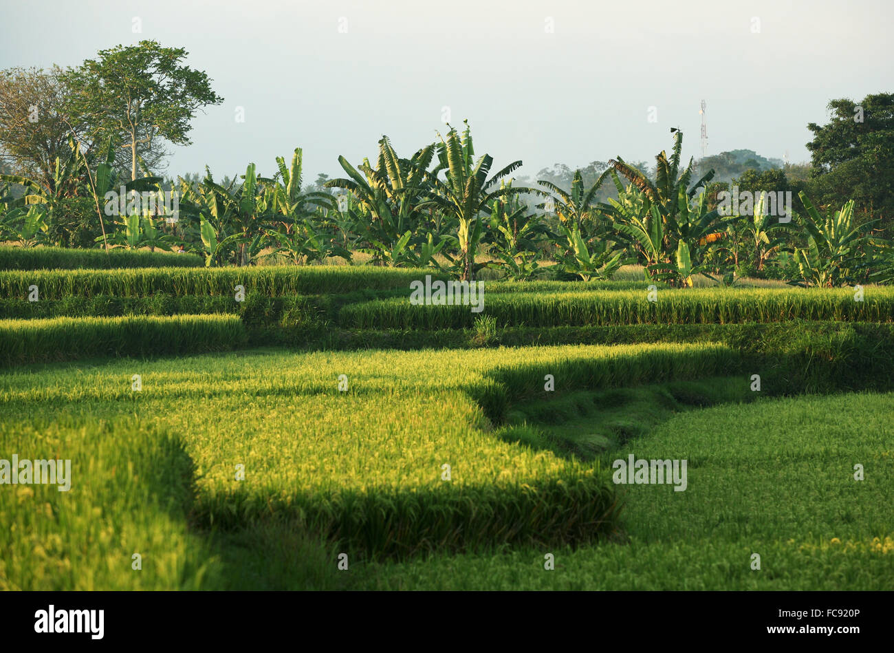 Jungle and rice field hi-res stock photography and images - Alamy
