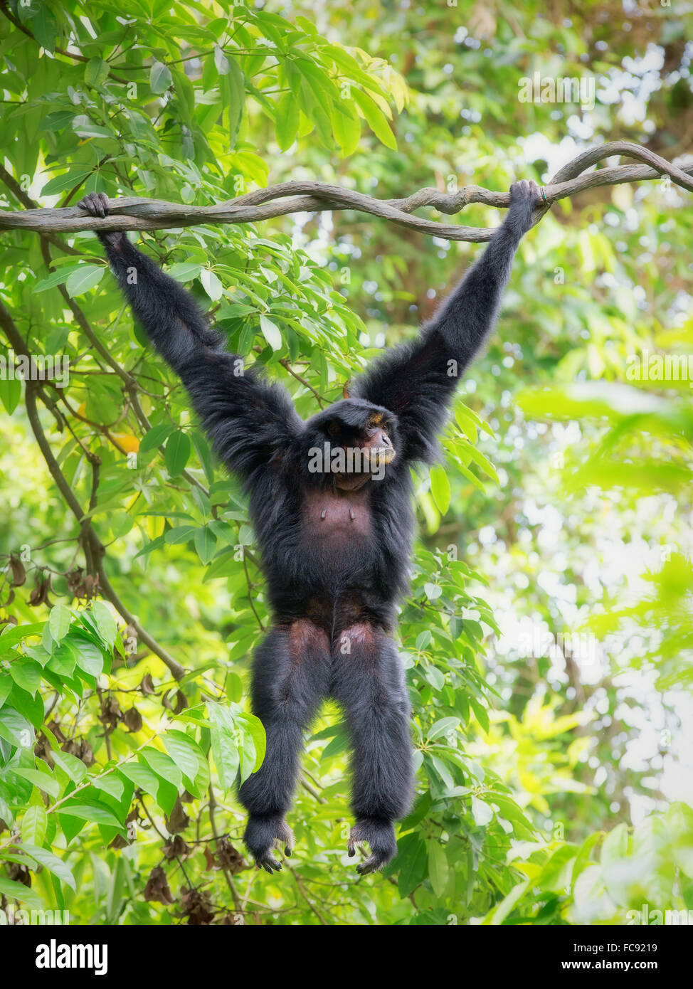 Wild Siamang Gibbon Stock Photo - Alamy