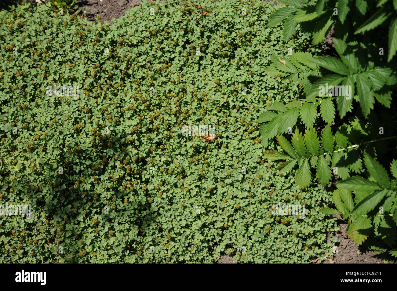 Burr plant hi-res stock photography and images - Alamy