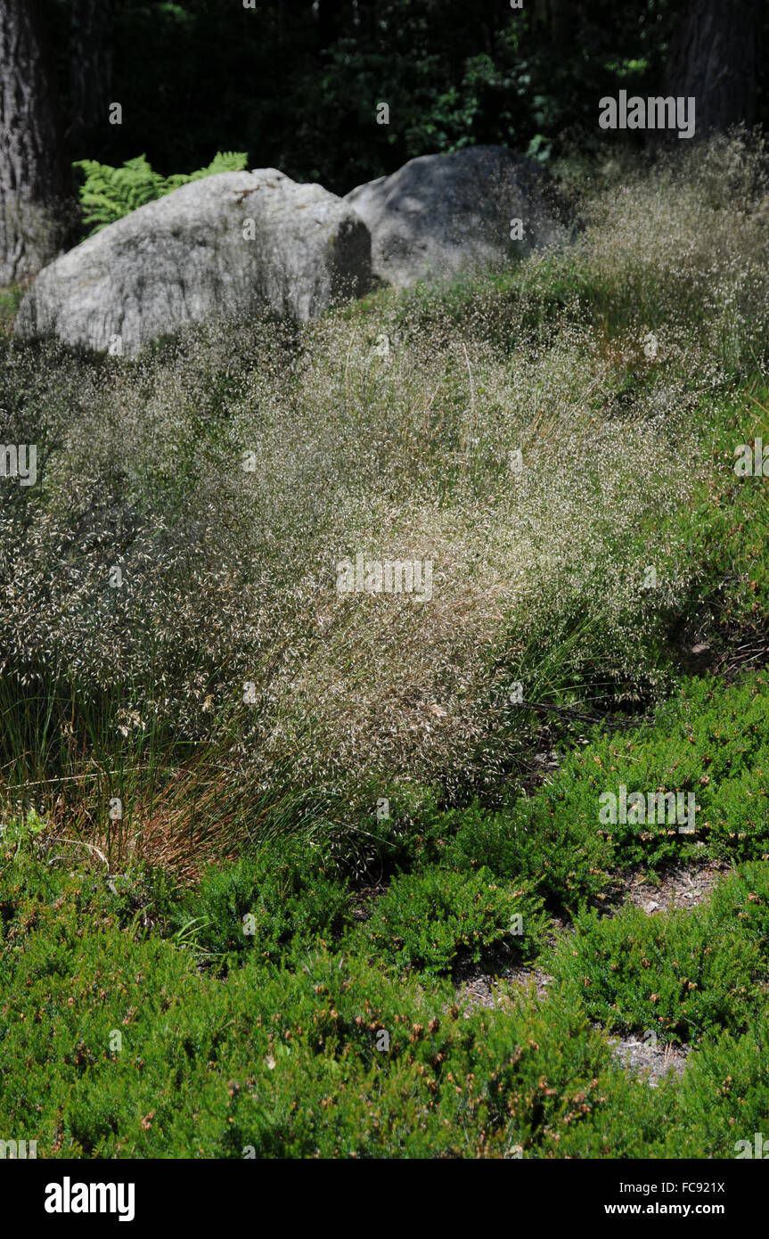 Wavy grass hi-res stock photography and images - Alamy