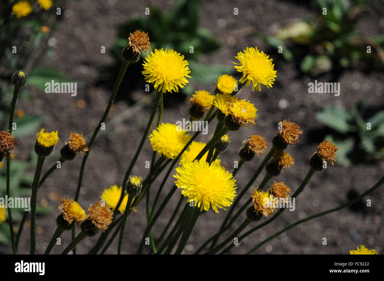 Spotted cats ear Stock Photo - Alamy