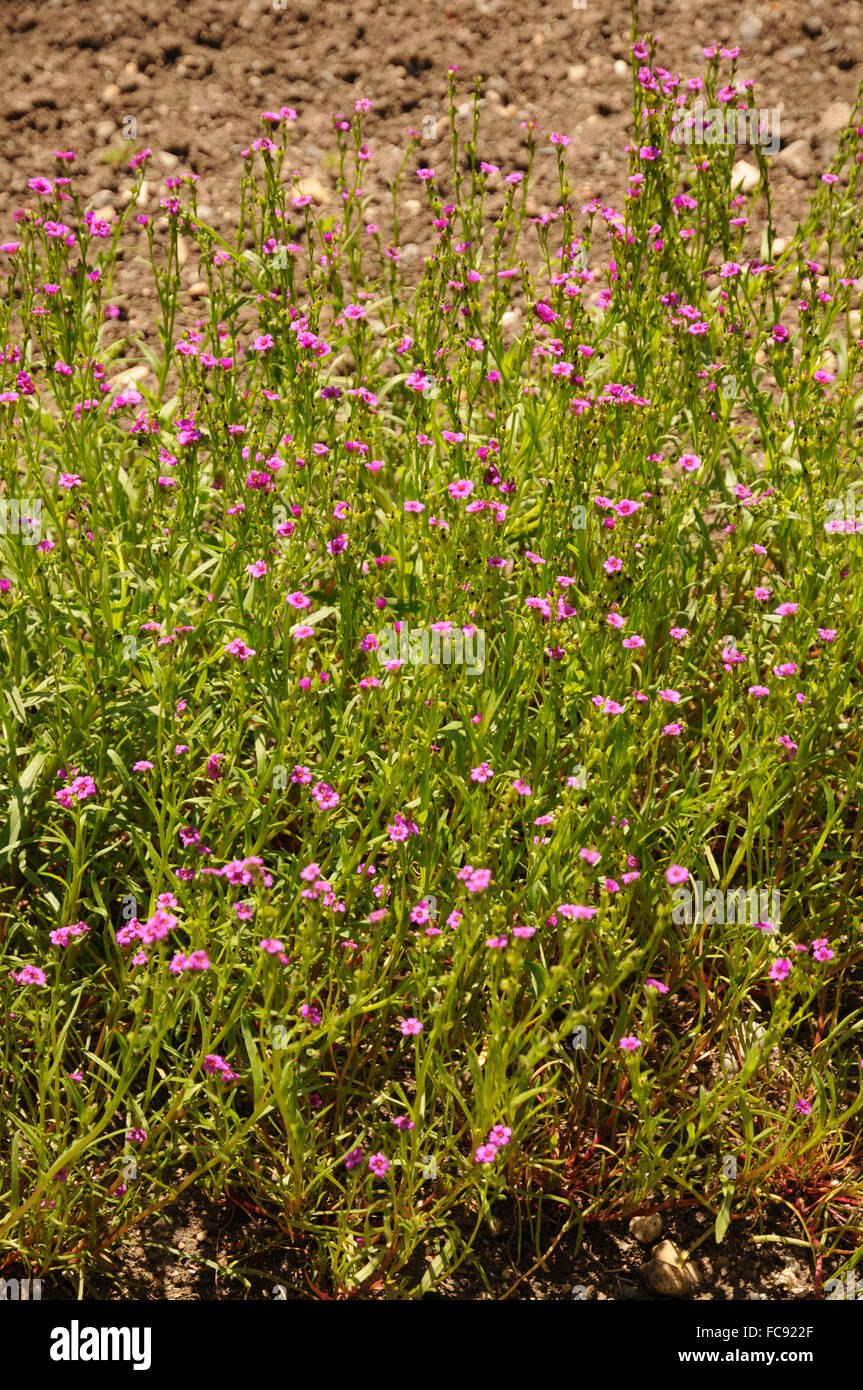 Calandrinia compressa hi-res stock photography and images - Alamy