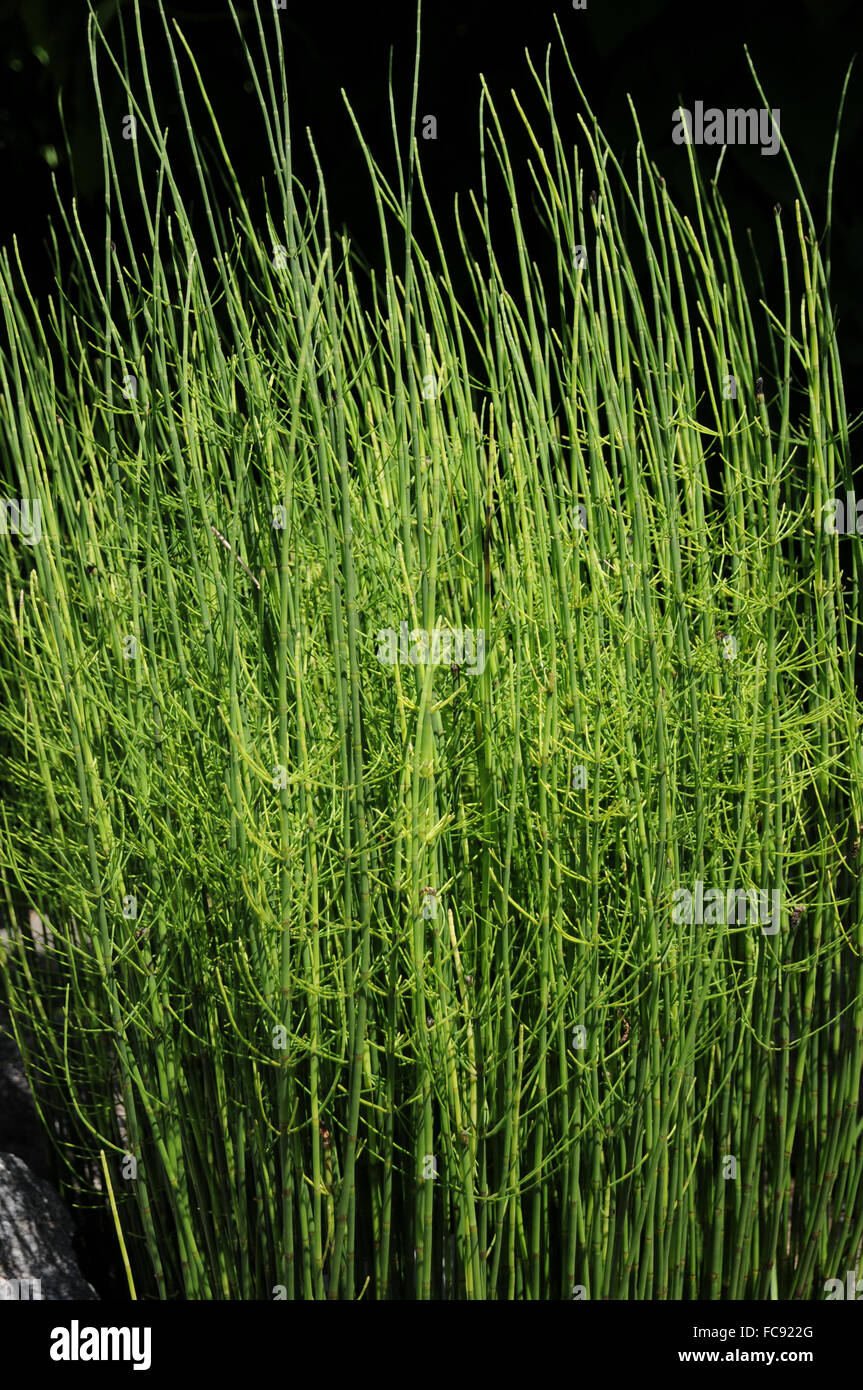 Horsetail water horsetail hi-res stock photography and images - Alamy