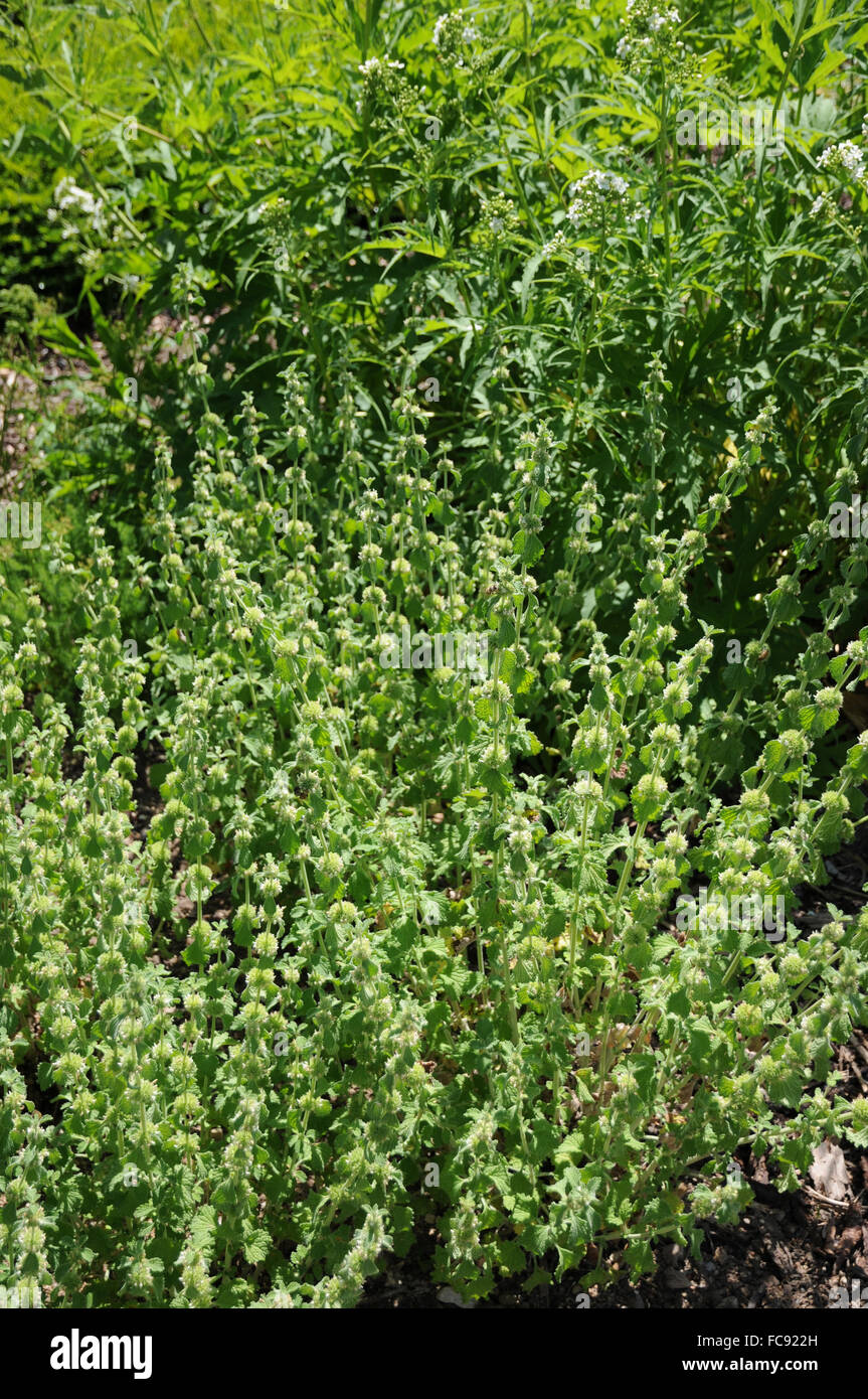White horehound hi-res stock photography and images - Alamy
