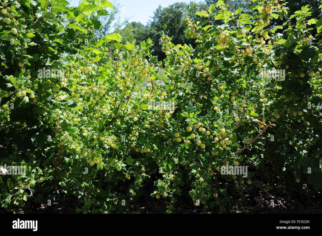 Stachelbeere gooseberry hi-res stock photography and images - Alamy