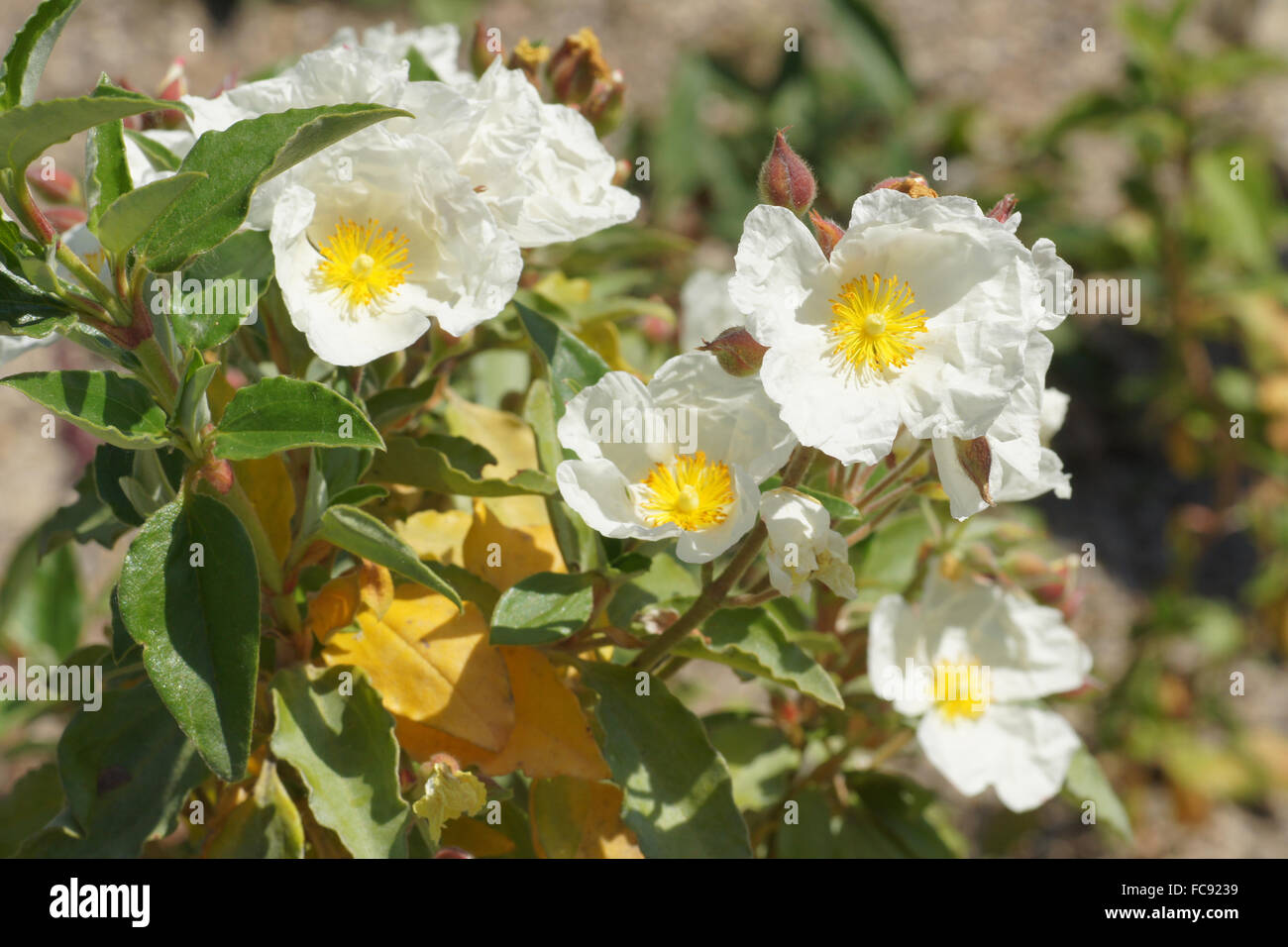Rockroses hi-res stock photography and images - Alamy