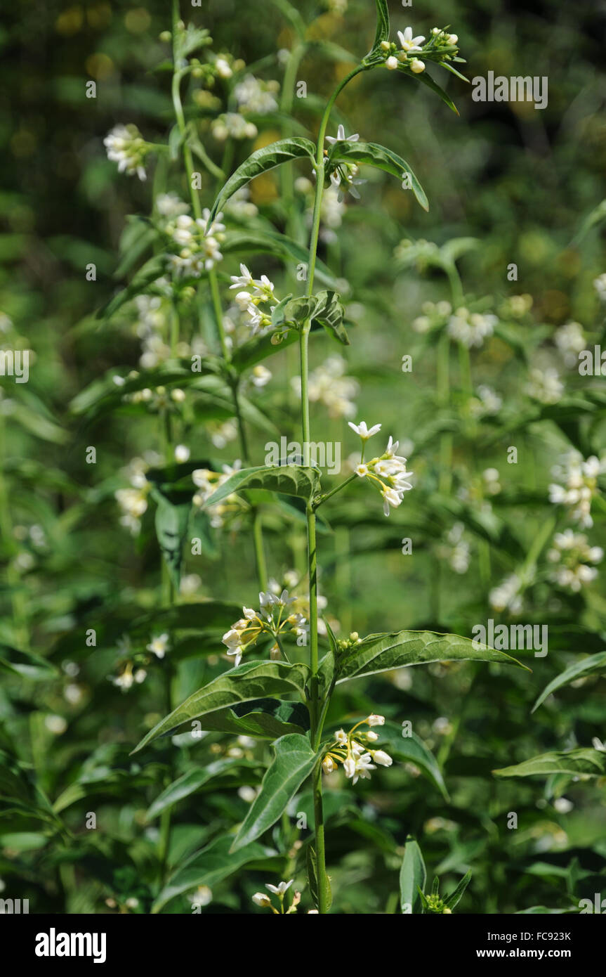 Swallow wort hi-res stock photography and images - Alamy