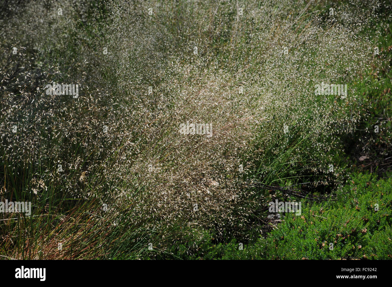 Wavy hair grass hi-res stock photography and images - Alamy