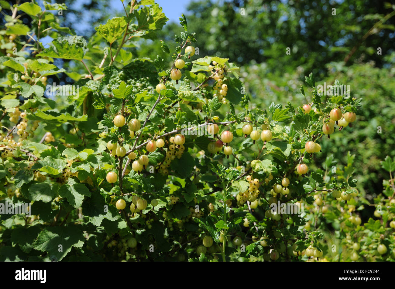 Gooseberry hi-res stock photography and images - Alamy
