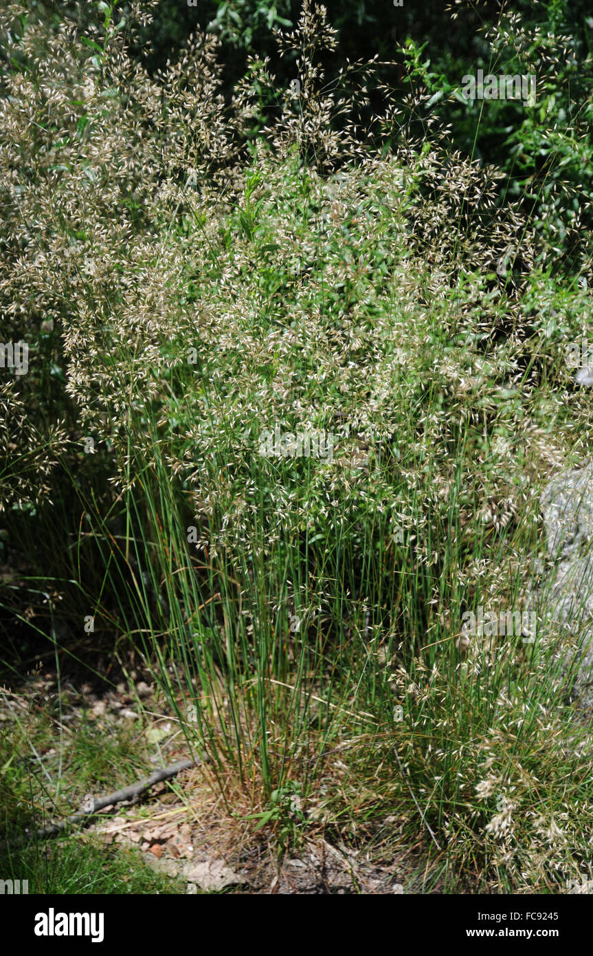 Hair Grass High Resolution Stock Photography and Images - Alamy