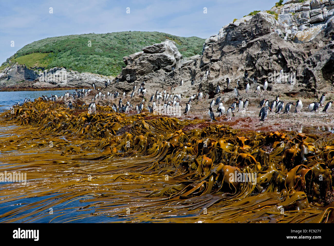 Snares island new zealand hi-res stock photography and images - Alamy
