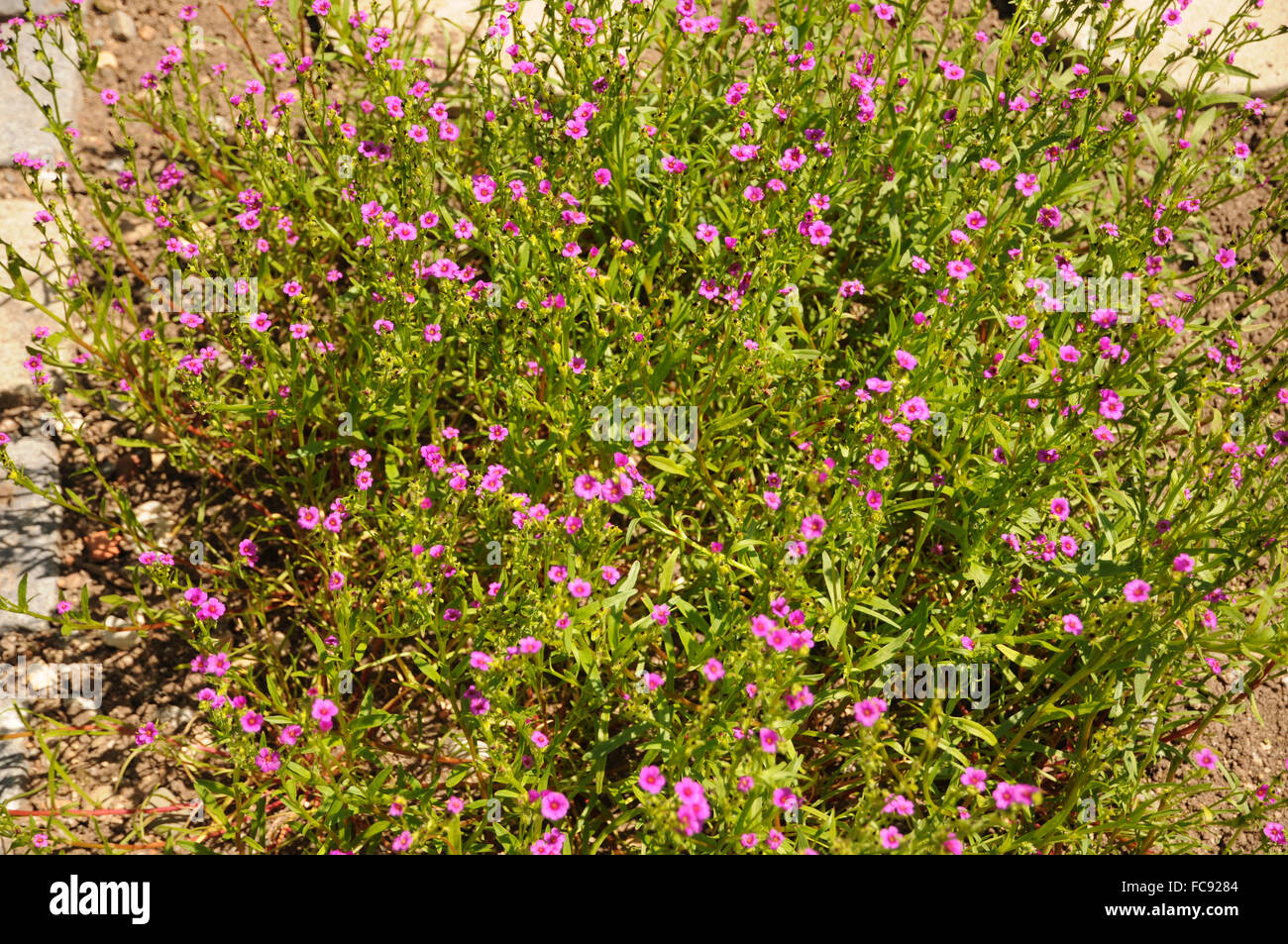 Compressa Stock Photos & Compressa Stock Images - Alamy