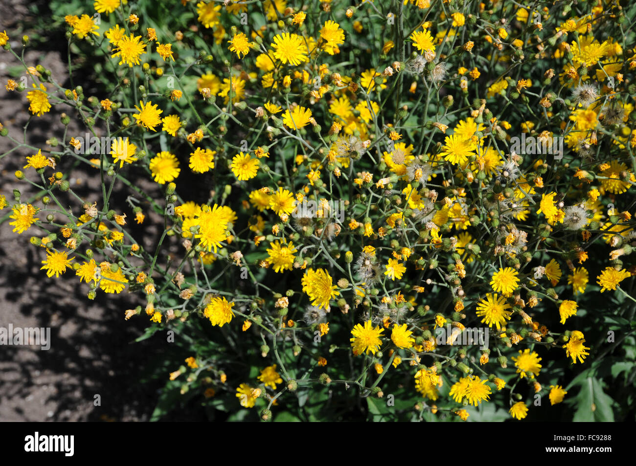 European hawkweed hi-res stock photography and images - Alamy