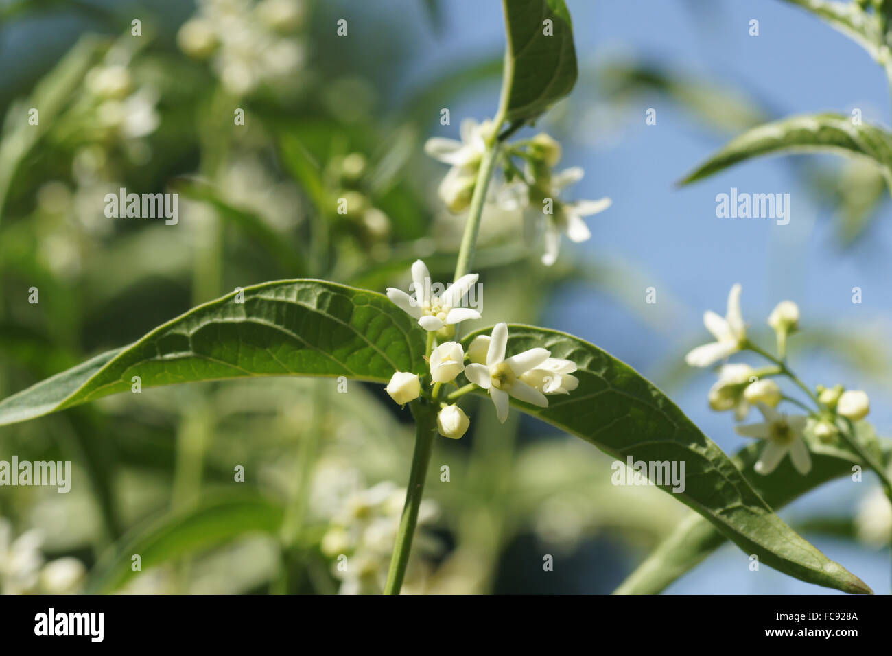 Swallow wort hi-res stock photography and images - Alamy