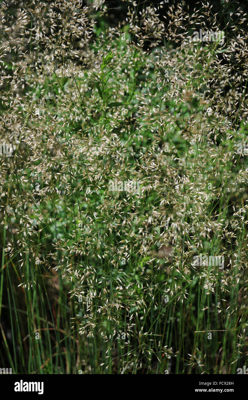 Hair grass hi-res stock photography and images - Alamy