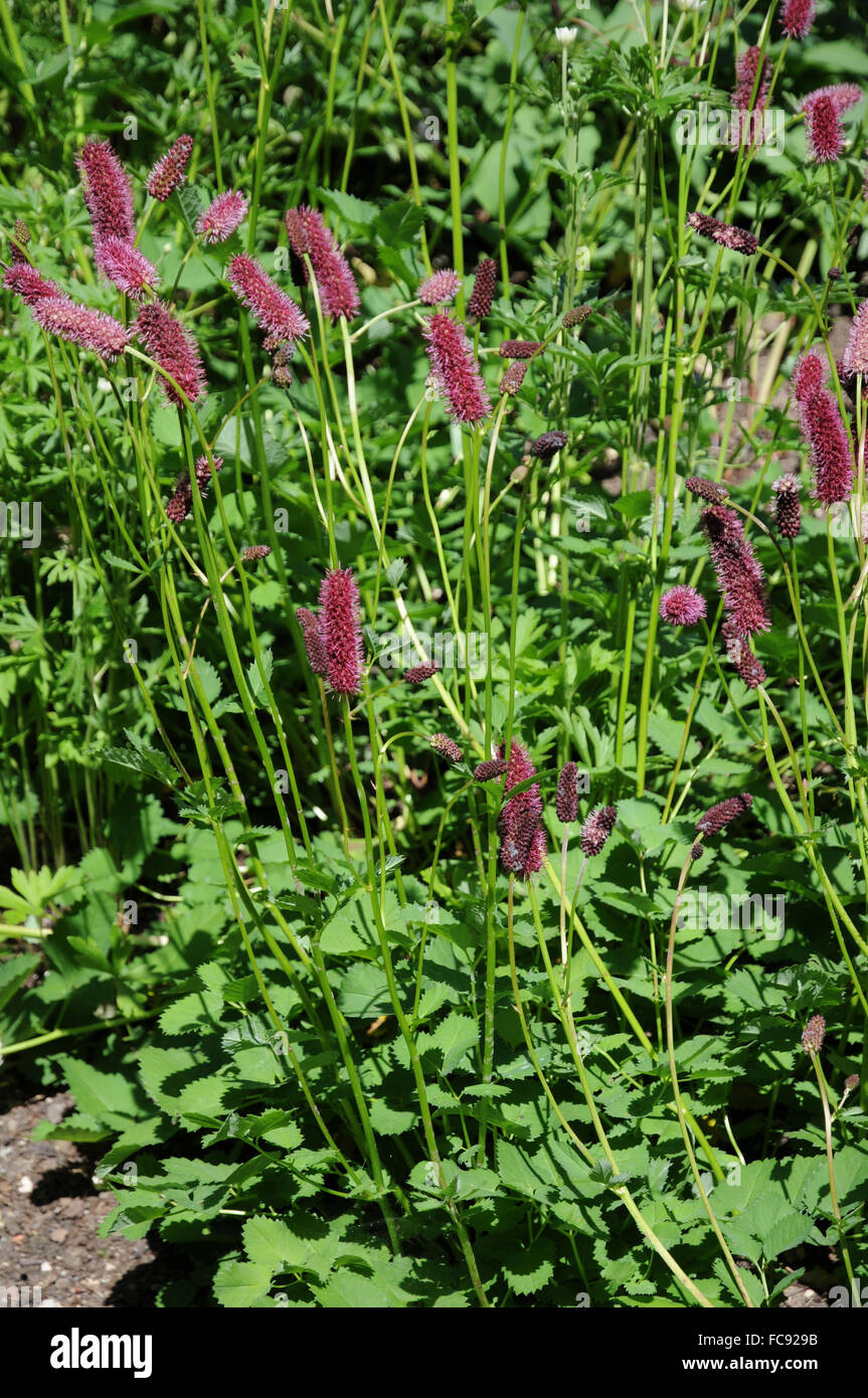 Menzies hi-res stock photography and images - Alamy