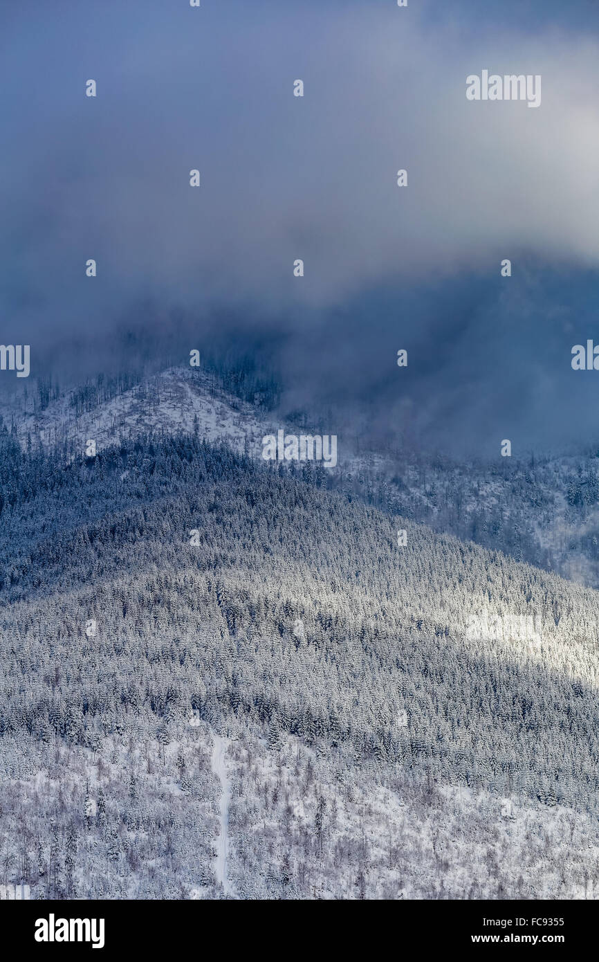 Frosty winter landscape in snowy forest Stock Photo - Alamy