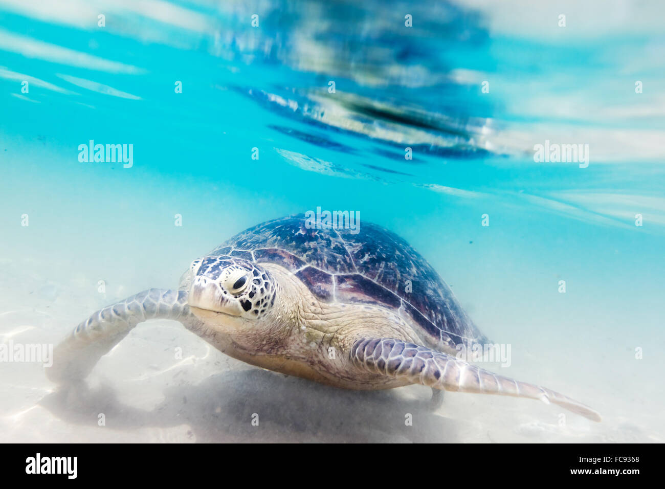 Hikkaduwa sea turtle hi-res stock photography and images - Alamy