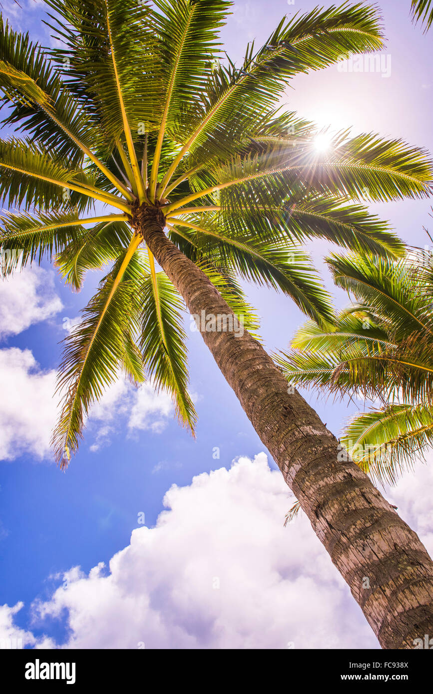 Palm tree in Titikaveka, Rarotonga, Cook Islands, South Pacific Ocean ...