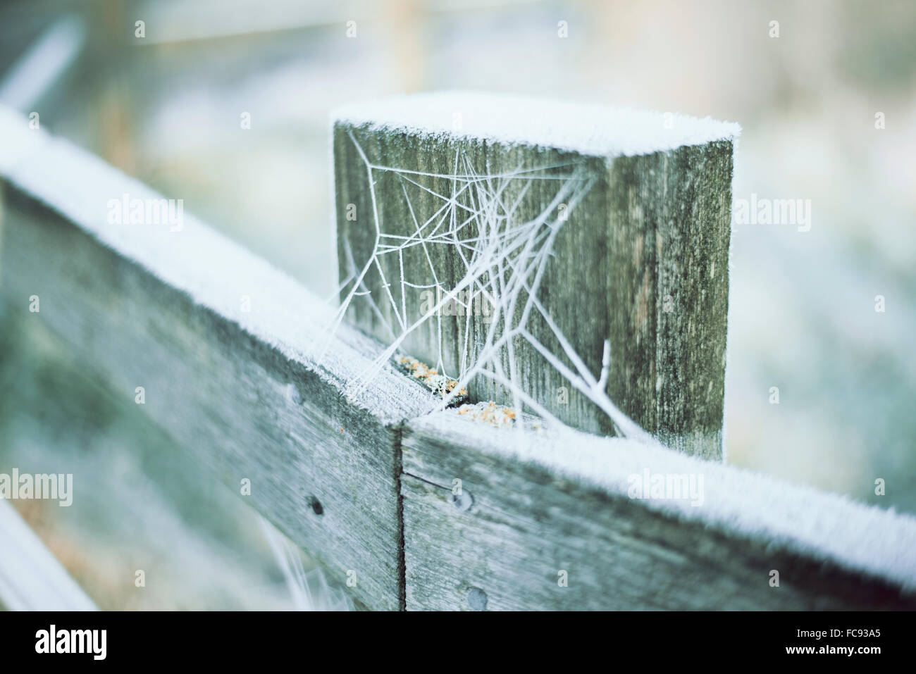 Cobweb ice frost hi-res stock photography and images - Alamy