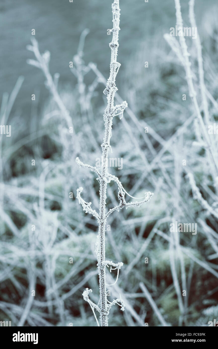 Dead plant winter hi-res stock photography and images - Alamy