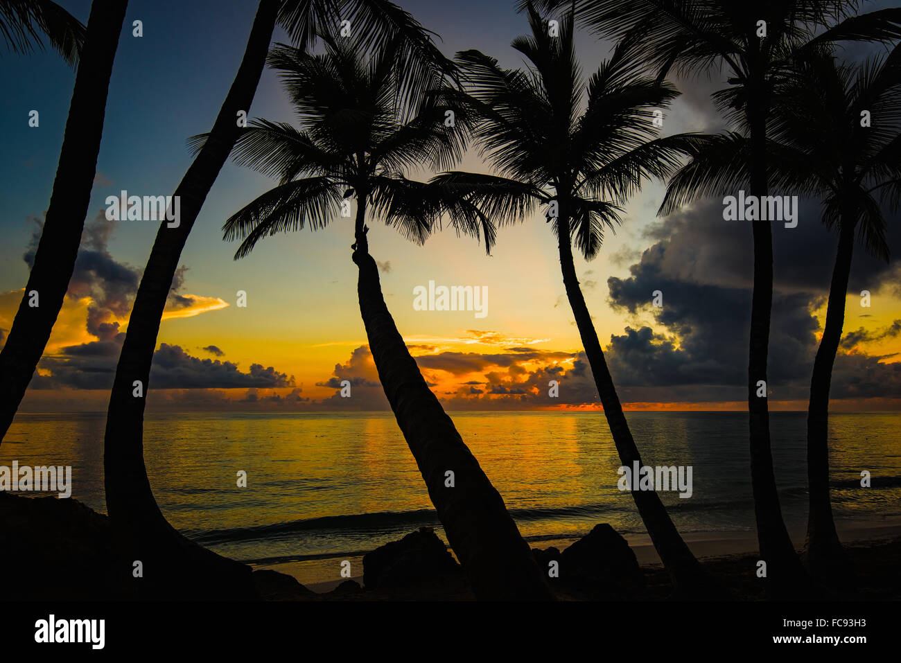 sunset silhouette of palm trees Stock Photo - Alamy