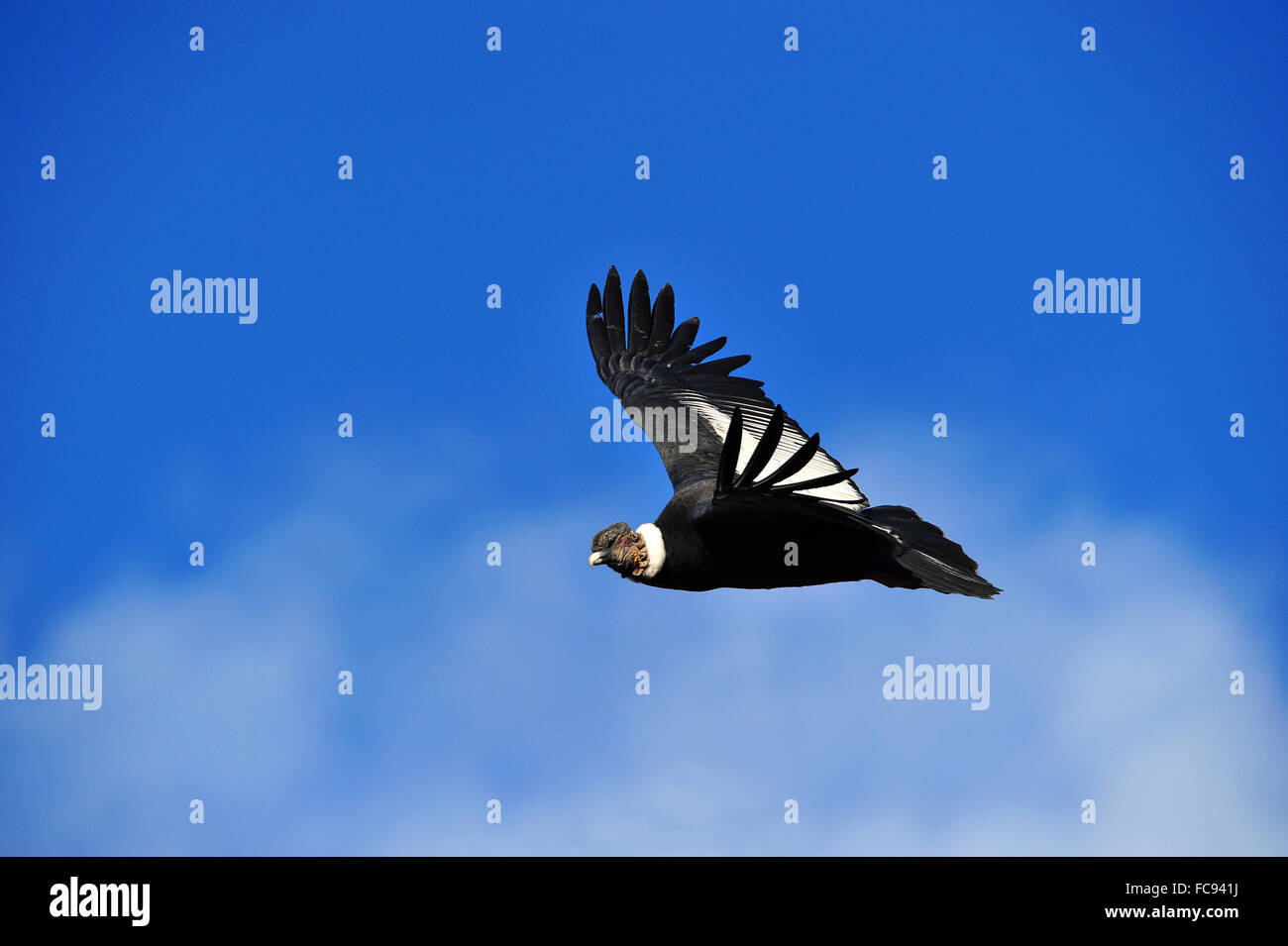 Andean Condor Argentina Stock Photos & Andean Condor Argentina Stock ...