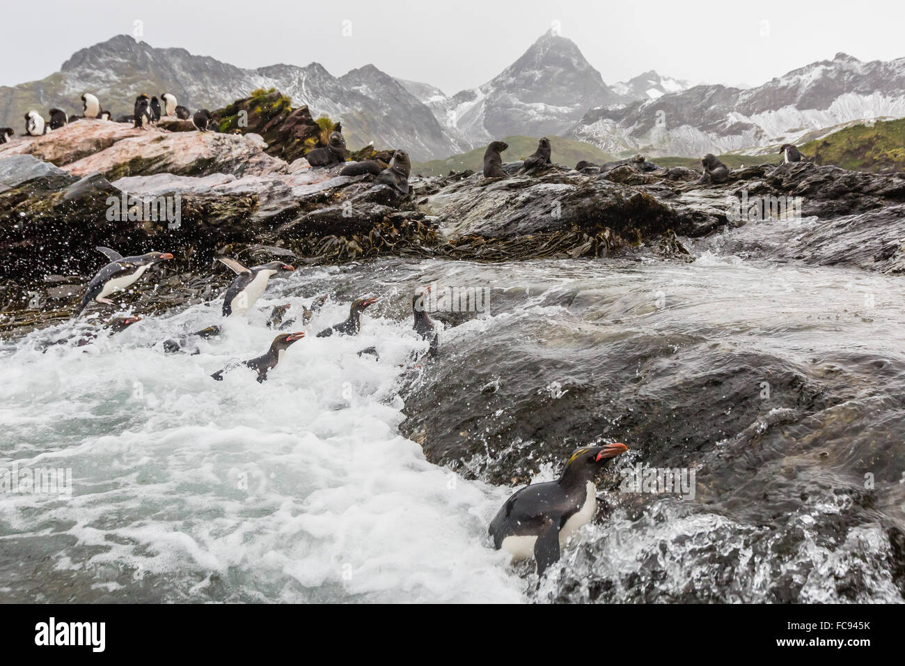 Macaroni penguins (Eudyptes chrysolophus) returning to breeding colony ...