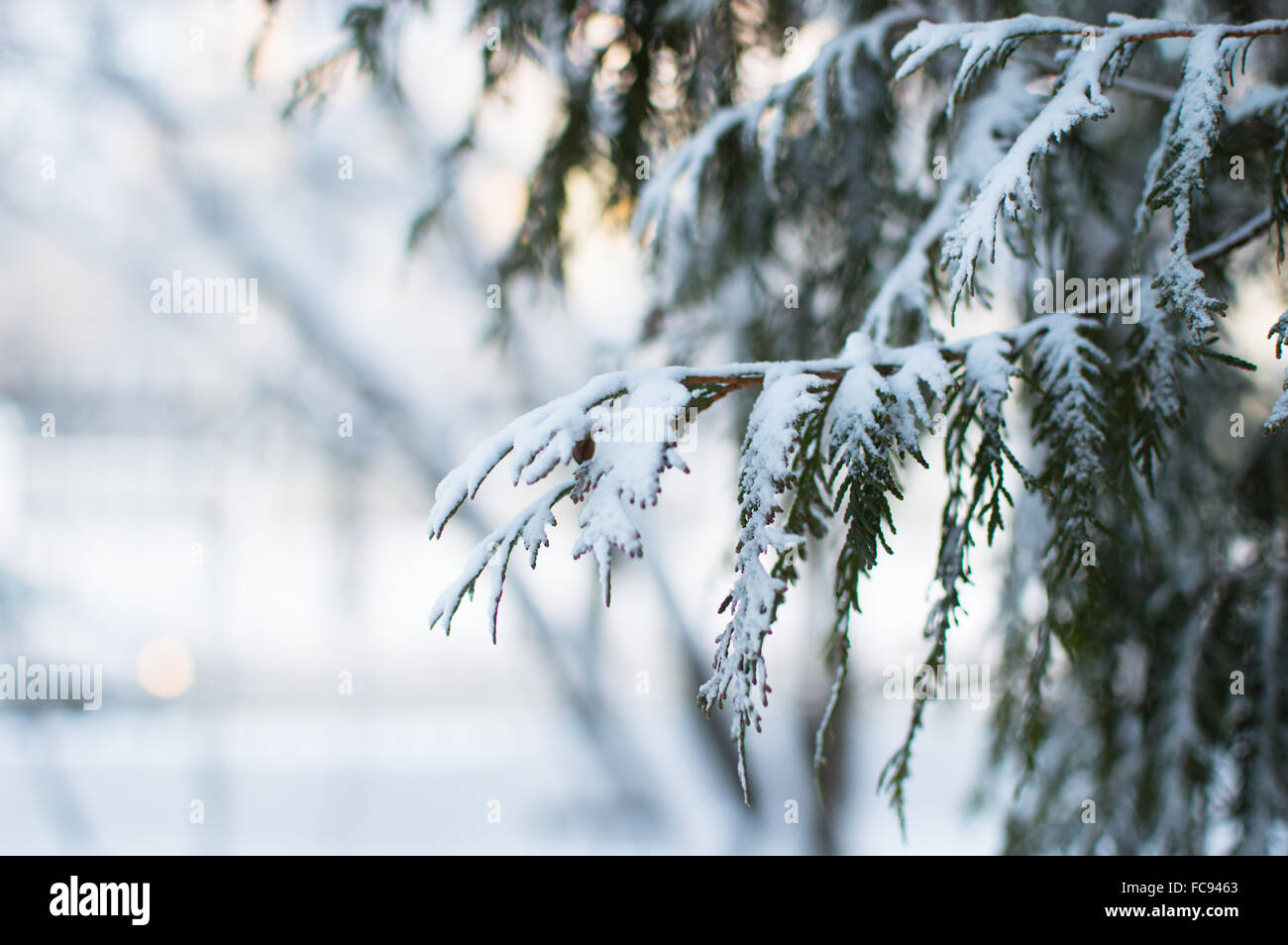 Twig blur hi-res stock photography and images - Alamy